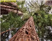 Tallest Trees in the World - PressReader