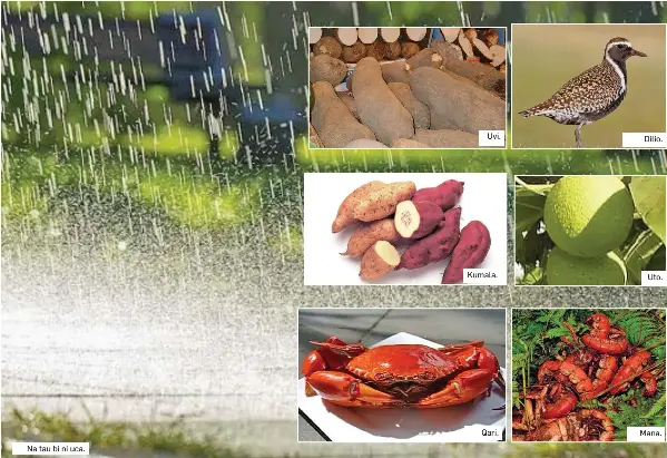 Vula i Kelikeli - Via veidonui kei na vula o Maji - PressReader