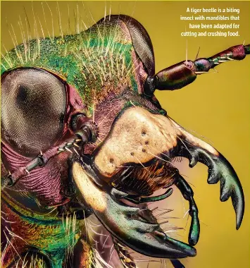 Do insects have beaks? - PressReader