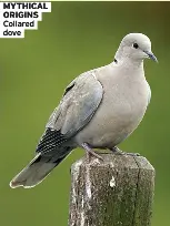 Doves launch a coo to find love - PressReader