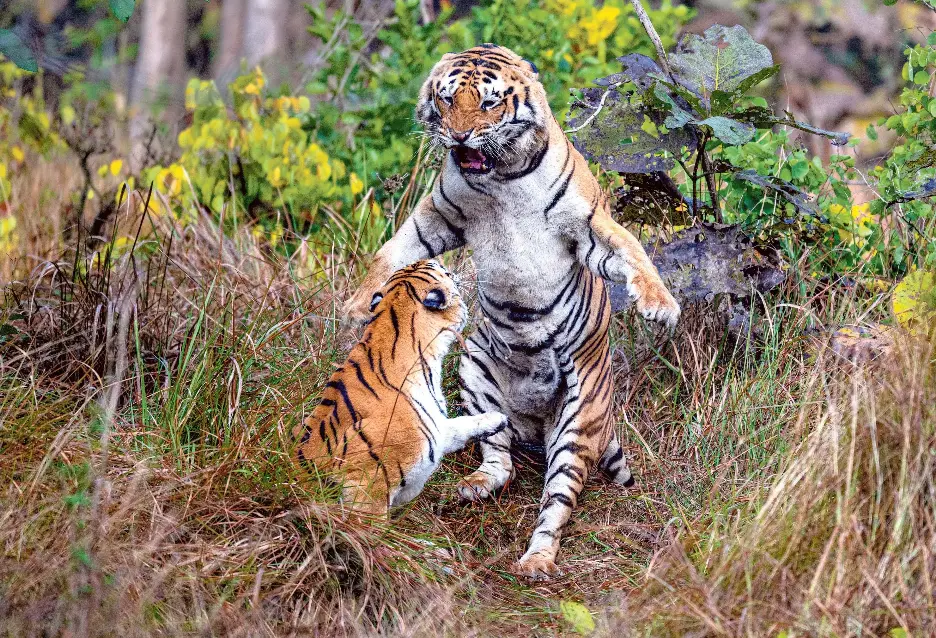 Tigers find a safe perch in Pench - PressReader