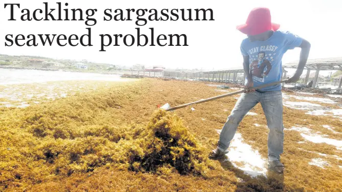 Tackling sargassum seaweed problem - PressReader