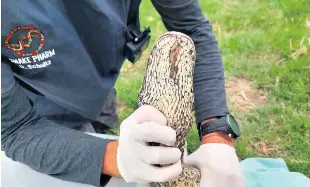 Recovered python’s safe passage home - PressReader