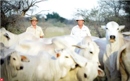 Drie beesrasse vir perfekte speenkalfp­roduksie - PressReader