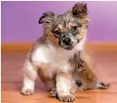 PAMPERED PETS Signs of puppy’s poor start to life - PressReader