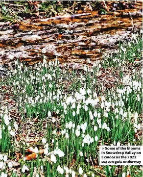 Snowdrop Valley ready to welcome visitors - PressReader