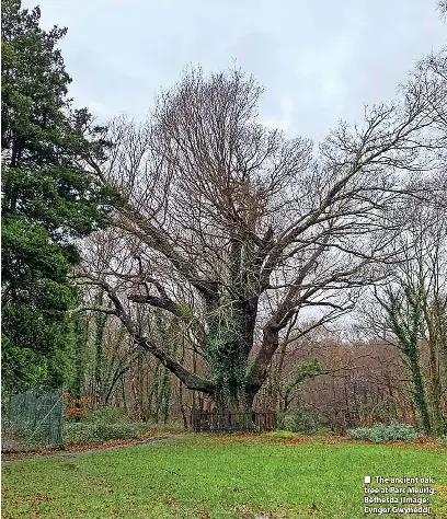 Ancient tree to be fenced off for safety - PressReader