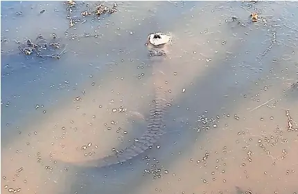 Alligators on ice are just kicking back - PressReader