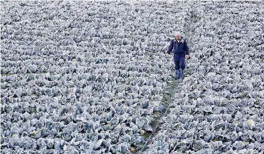 FROST BLANKETS BENGUET AS TEMPERATUR­E DIPS - PressReader