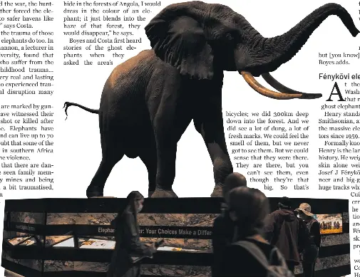 The ghost elephants haunting Angola - PressReader