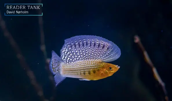 GIANT SAILFIN MOLLY - PressReader