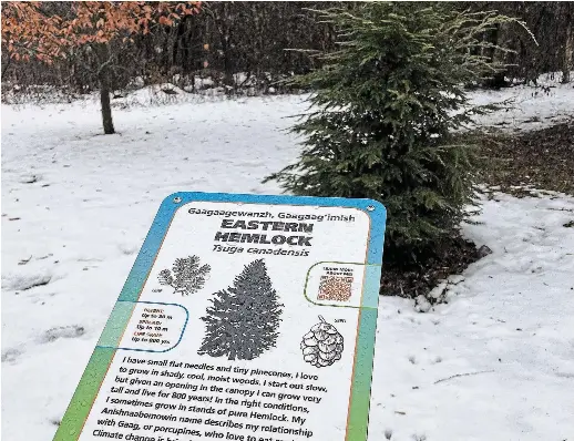 Native coniferous trees make the winter forest feel less empty and more ...