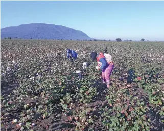 Closing the technology gap for small-scale farmers - PressReader