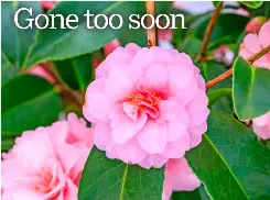 Gone too soon - PressReader