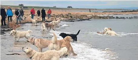 Dogged determinat­ion sees owners gather for pet-together - PressReader