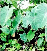 Importance of our indigenous veggies - PressReader