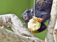 New World monkeys and more exotic birds introduced at Pilikula park - PressReader