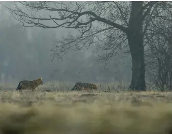 The adaptable golden jackal could soon be spotted all over Europe ...