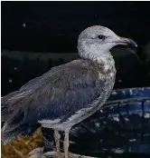 Injured seagull makes - PressReader