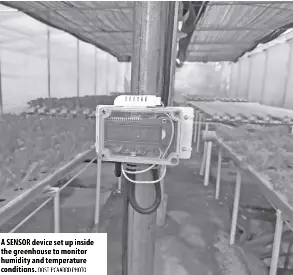 Iot-smart greenhouse hydroponic­s turns lettuce as farm enterprise ...