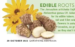EDIBLE ROOTS - PressReader