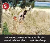 LEWENDE LEEU - PressReader