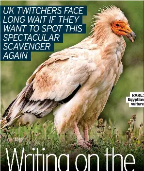 Writing on the wall for vulture - PressReader