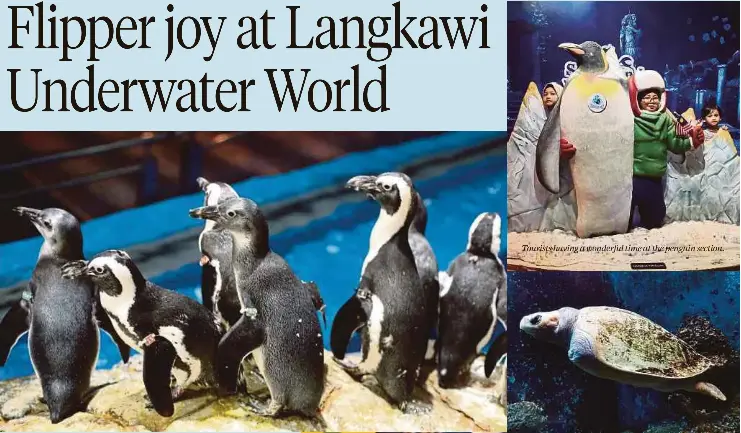 Flipper joy at Langkawi Underwater World - PressReader