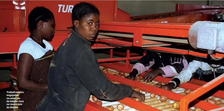 Aumento da produção de batata rena contribui para o combate à fome ...