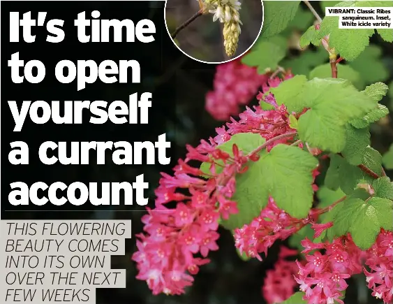 ALAN TITCHMARSH RSH - PressReader