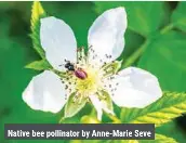 INSECT POLLINATOR­S IN THE GARDEN - PressReader