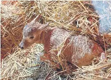 Marwell Zoo welcomes birth of critically endangered addax calf ...