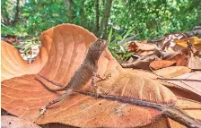 Kangaroo lizard species discovered in Western Ghats - PressReader