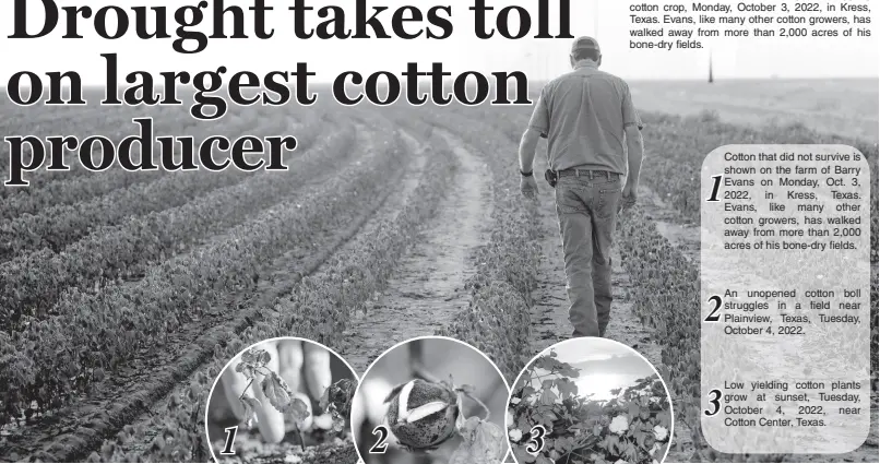 Drought takes toll on largest cotton producer - PressReader