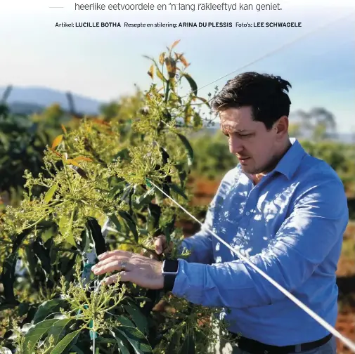 Die koning van avokado’s - PressReader