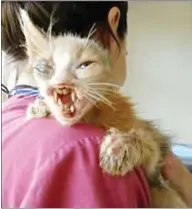 Meisje vindt de “lelijkste kat ter wereld” - PressReader