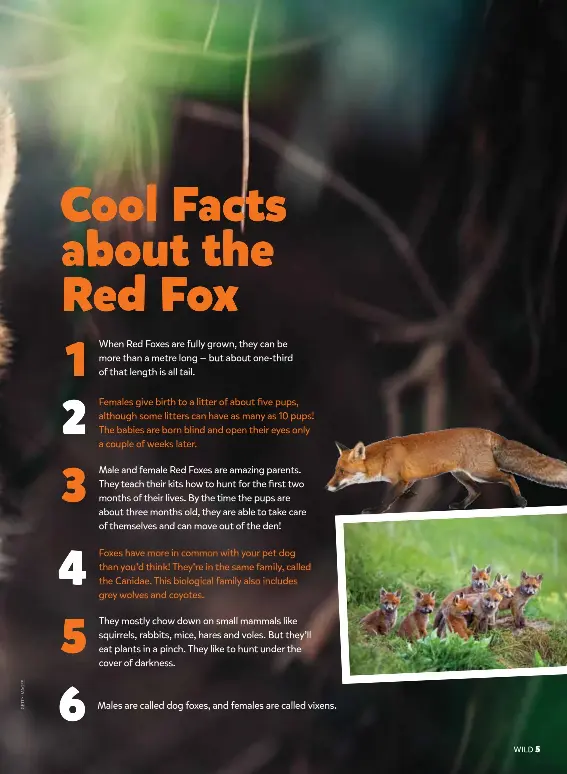 Jawdropping Facts About The Red Fox