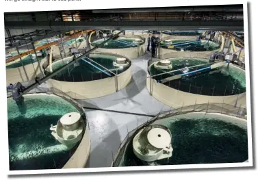 Mowi Hatchery tour - PressReader