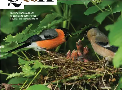 Do bullfinche­s ever nest in gardens? - PressReader