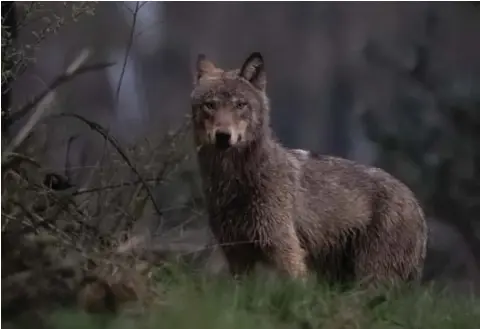 Eind april nieuwe welpen: Noëlla al zichtbaar drachtig - PressReader