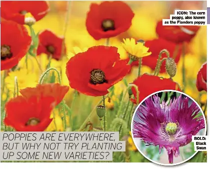 Colour POP - PressReader