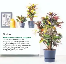 10 best decorative plants in India - PressReader