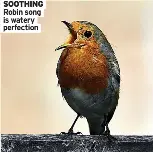 WINTER’S WILDLIFE Wake up to best sounds of spring - PressReader