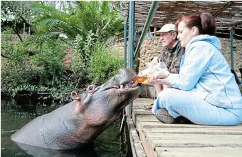 Shirley Joubert, ‘mom’ to famous hippo Jessica, dies on the same night as animal’s calf ...