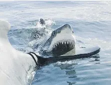 Massive makos, Queen Bosses and a baby angel on Shark Week - PressReader