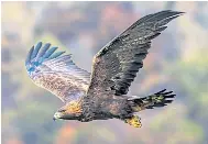 Keeping still allows glimpse of peregrine’s ‘restless brilliance’ - PressReader