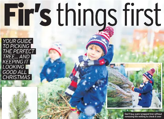 Fir’s things first - PressReader