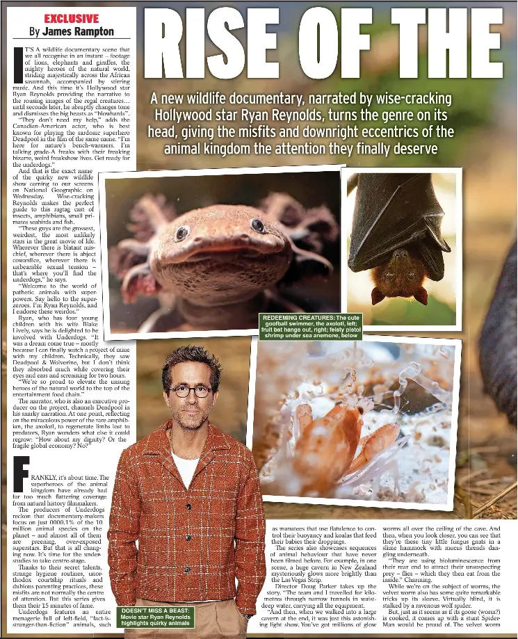 RISE OF THE UNDERDOGS - PressReader