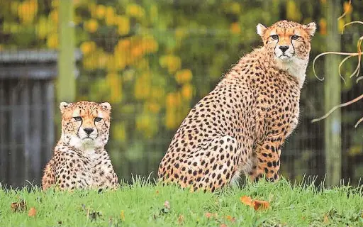 Zoo’s new arrivals could help secure future of species - PressReader