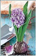 ASK DIARMUID - PressReader